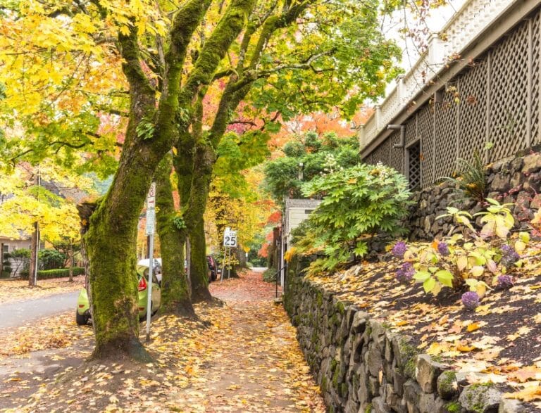 5 Easy Steps to Keep Your Portland Trees Thriving Year-Round