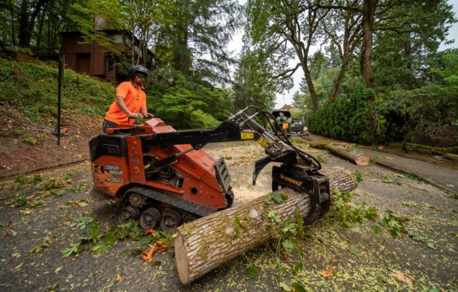 Tree Emergency in Portland: What to Do When Trees Fall
