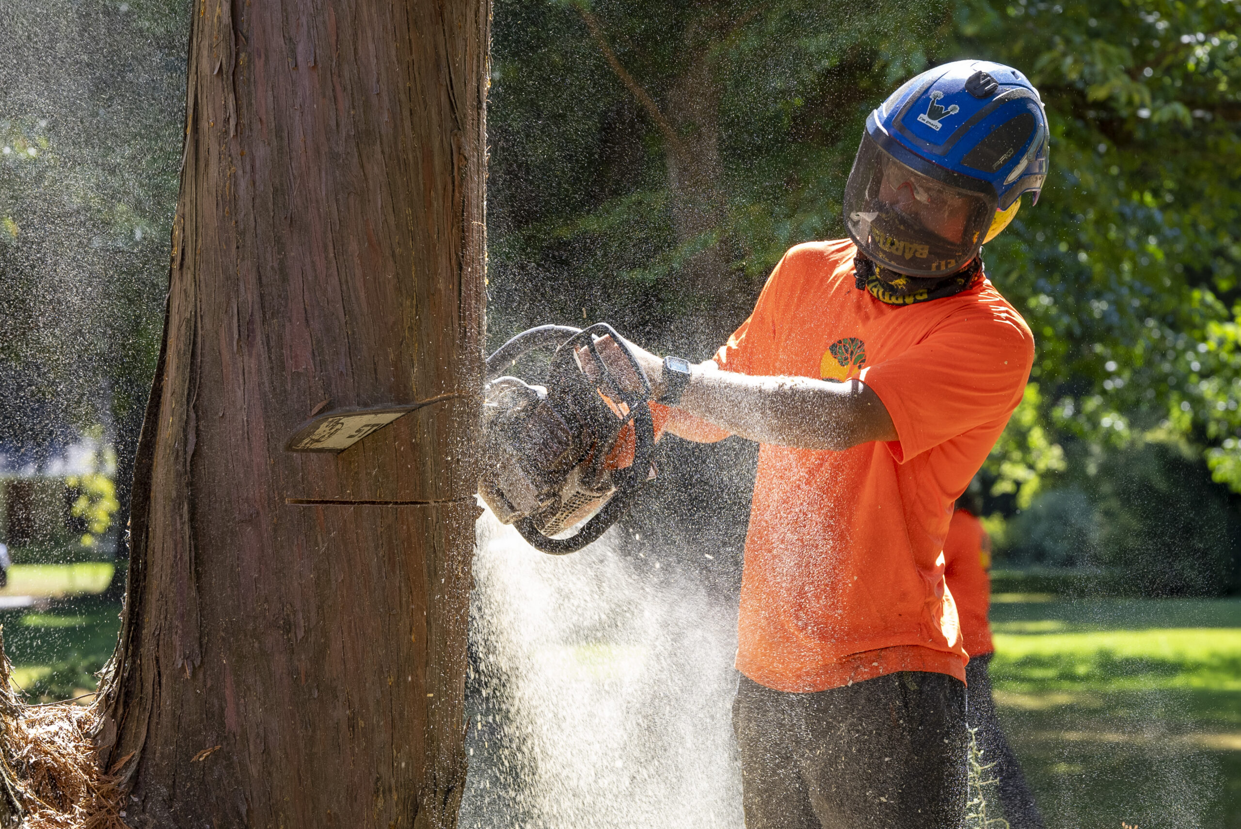 Tree Removal Permits – Greater Portland Metro Area