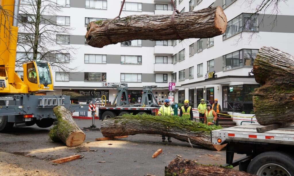 Commercial Tree Services in Portland, OR | ArborPro Tree Experts