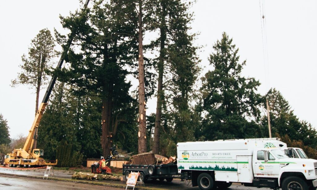 Contact Information for ArborPro Tree Experts, Portland's Premier Tree ...