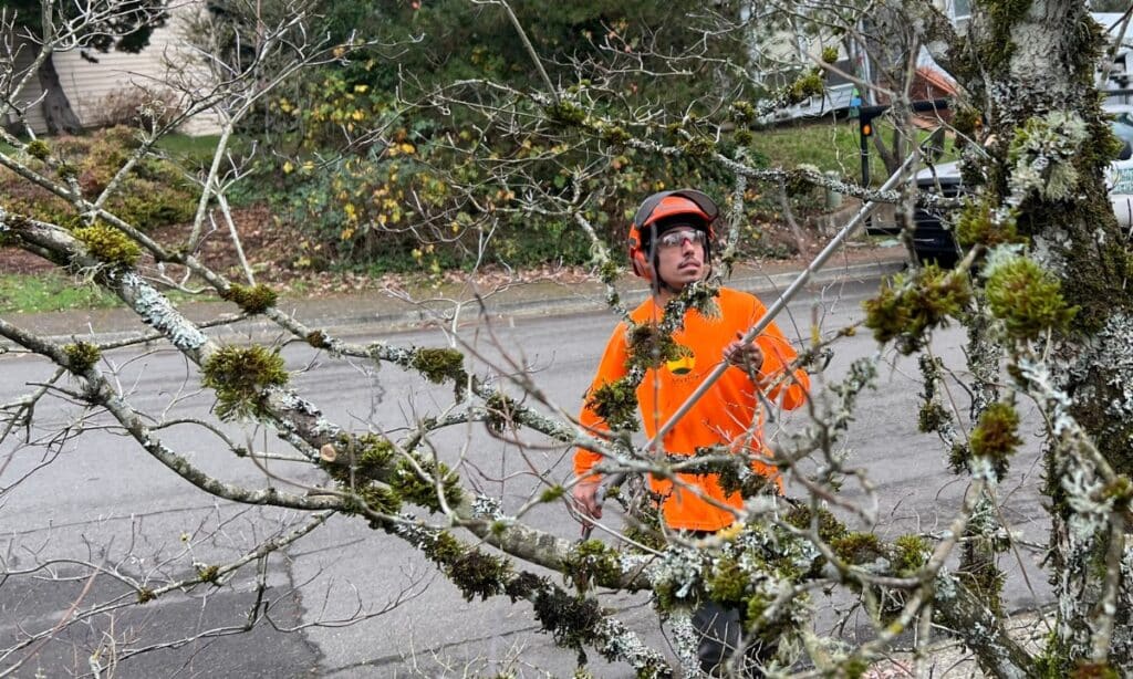 ArborPro Tree Experts - Portland Tree Service, Tree Removal, Trimming ...
